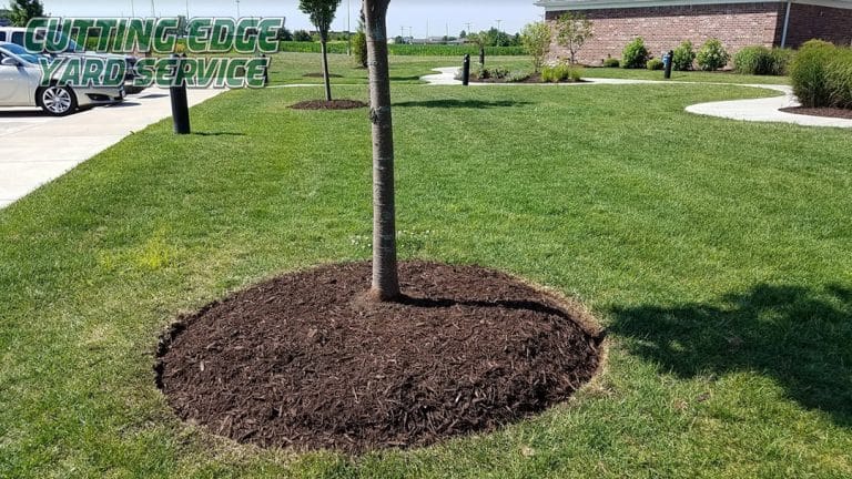 tree-ring-weed-barrier-cutting-edge-yard-service
